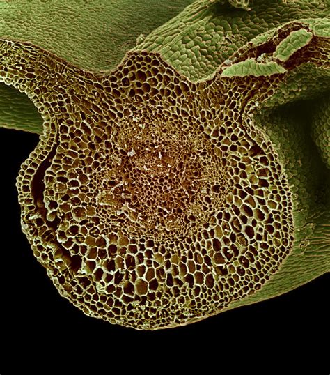 Leaf Midrib Sem Photograph By Biomedical Imaging Unit Southampton