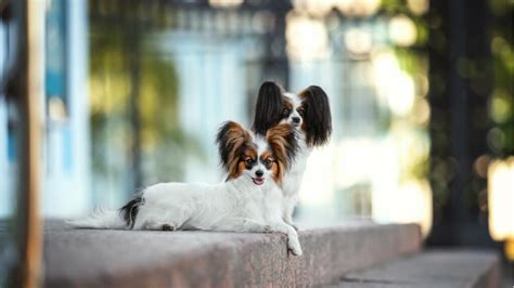 kleine süße Hunde nicht wachsen