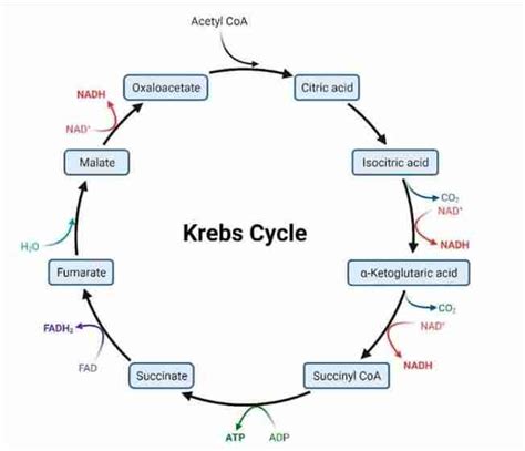 Vie Metaboliche Fasi Reazioni