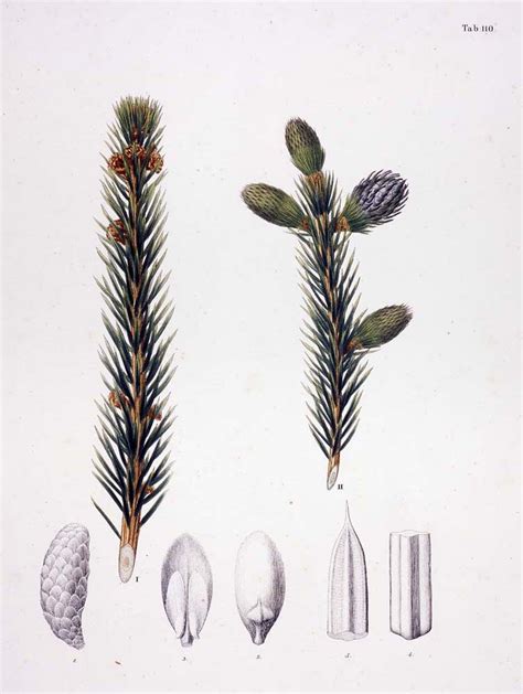 Picea jezoensis エゾマツ description