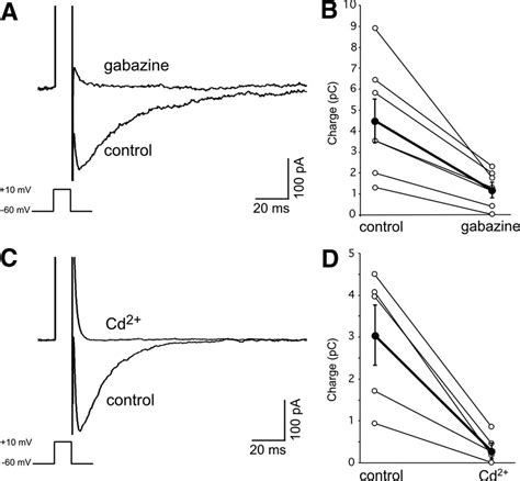 A Under Voltage Clamp In An Egfp Periglomerular Cell A 10 Ms Voltage Download Scientific