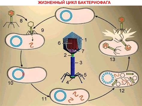 Вирусы Разнообразие вирусов презентация онлайн