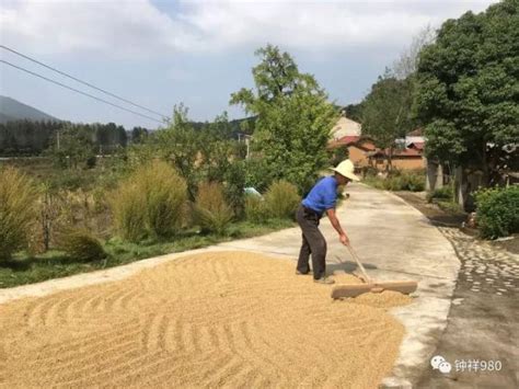 乡村道路能不能晒稻谷道路晾晒农作物的对策村里广场可以晒粮食吗大山谷图库