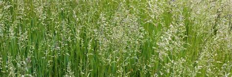 Tall Fescue Control How To Get Rid Of Tall Fescue Grass Diy Tall