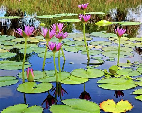 Water Lily Pond