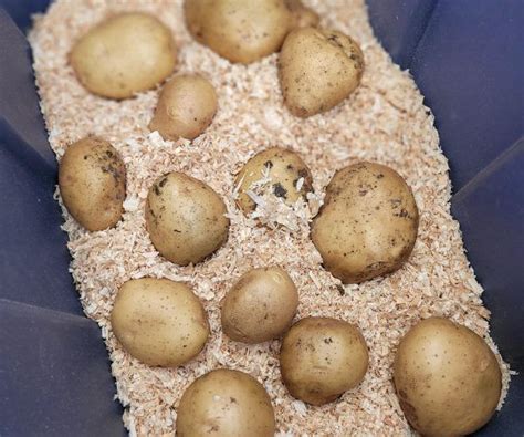 The Ultimate Guide To Harvesting Curing And Storing Potatoes