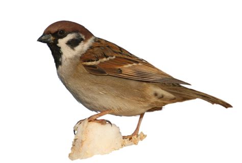 Птица воробей картинка для детей