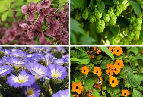 Plantes Méditerranéennes Les 15 Plus Belles Pour Votre Jardin