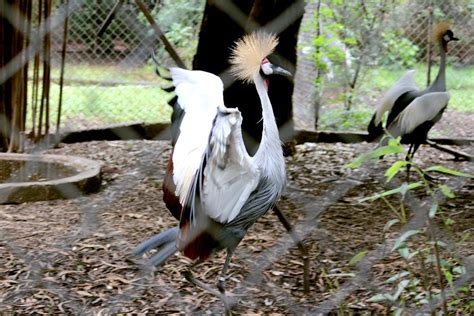 Descubre convive y aprende más de las aves en El Nido