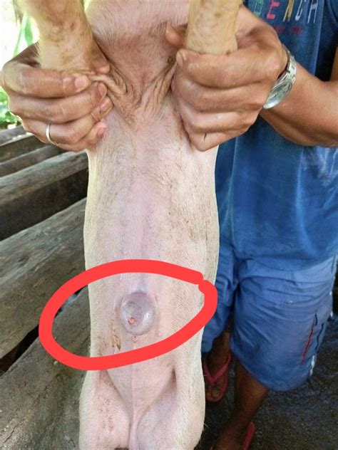 Hernia O Luslos Sa Baboy Pag Aalaga Sa Baboy