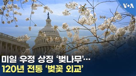 미일 우정 상징 ‘벚나무120년 전통 ‘벚꽃 외교 Youtube