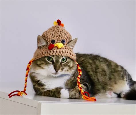 Funny Cats In Hats