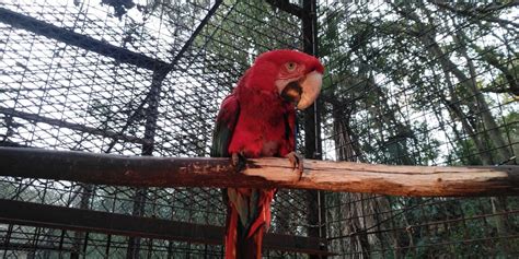 ベニコンゴウインコ 公式池田動物園
