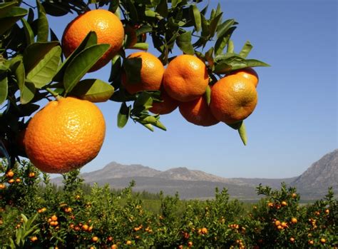 Sa Expects Record Citrus Export Crop