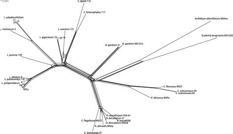 Neighbornet Phylogenetic Network Of Leucobryaceae Representatives