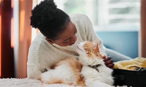 Why Do Cats Purr Heres What The Experts Say Bechewy