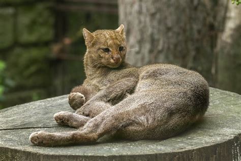 Jaguarundi Características Hábitat Reproducción Alimentación