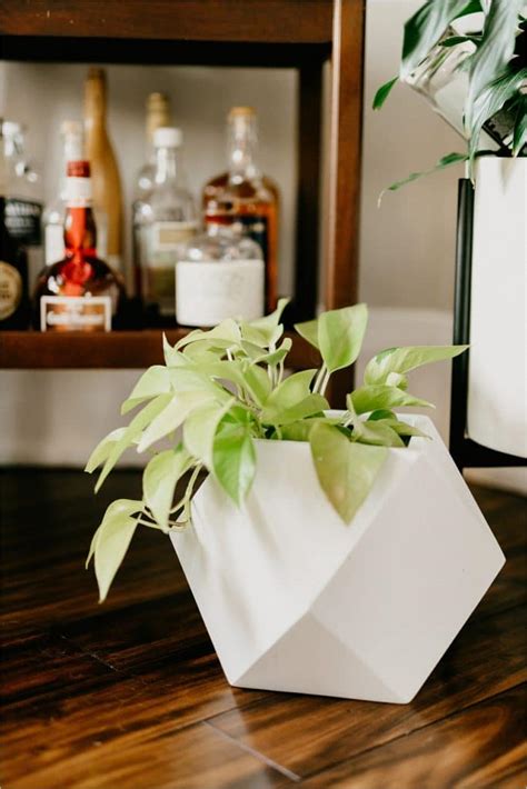 10 Simple Steps To Repot Your Houseplant