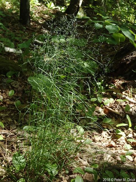 Poa Nemoralis Wood Bluegrass Minnesota Wildflowers