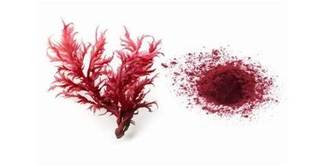 Prostate Massage Benefits Techniques And Health Effects