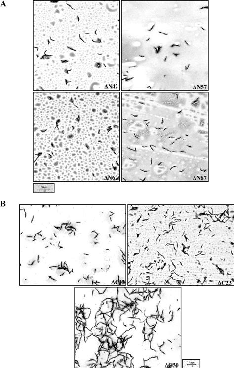 Complementation Phenotypes Of N Terminal A And C Terminal B Download Scientific Diagram