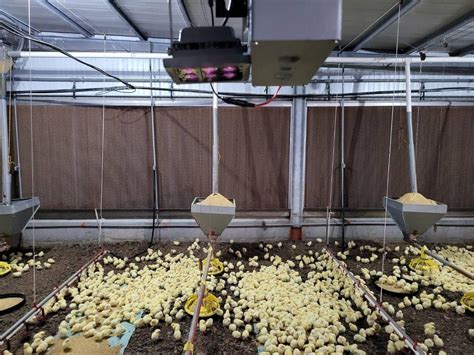 Predictive Insights For Flock Performance Ryan Davis