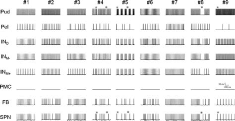Model Neuron Firing Varies With The Temporal Pattern Of Stimulation