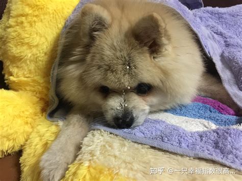 小花脸 知乎