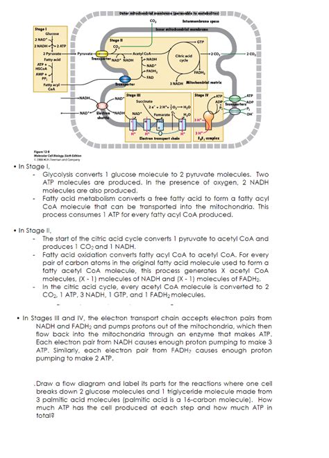 Solved Outer Mitochiondrial Membrane Lpermoable To Chegg