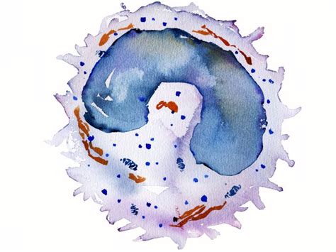 Monocyte Cells Charles River Watercolor Print Creative Art Watercolor