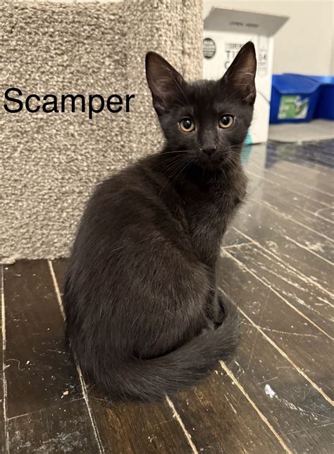 Update On The Spring Kittens Album On Imgur