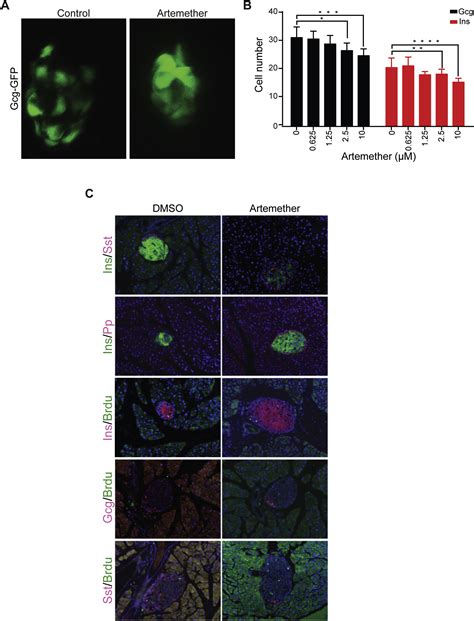 Artemisinins Target Gabaa Receptor Signaling And Impair α Cell Identity