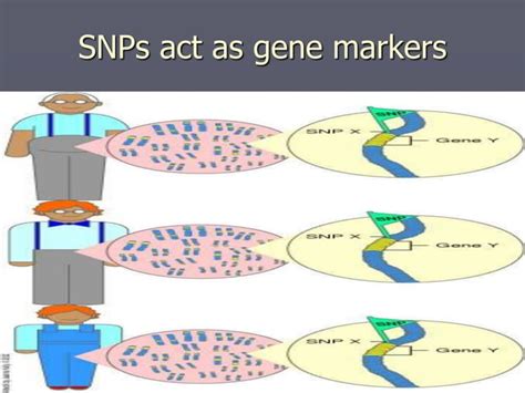 single nucleotide polymorphism snp ppt