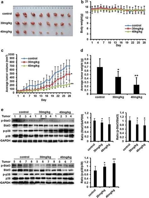 Gs25 Inhibits Tumor Growth In Hepg2 Xenograft Mouse Model A Photograph