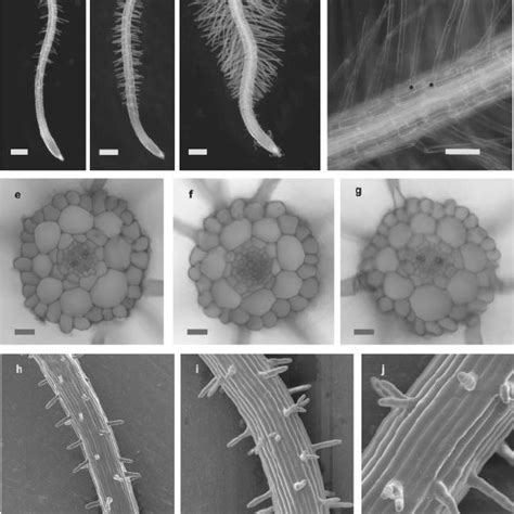 Effects Of Fe And P Status On Root Hair Development Of Arabidopsis