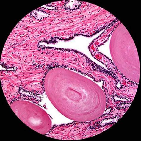 Prepared Microscope Slide Set For Basic Biological Science Education 25