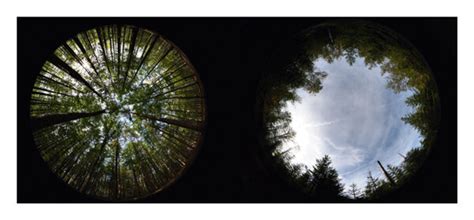 Two Forests With Different Canopy Openness Percentage Of Canopy