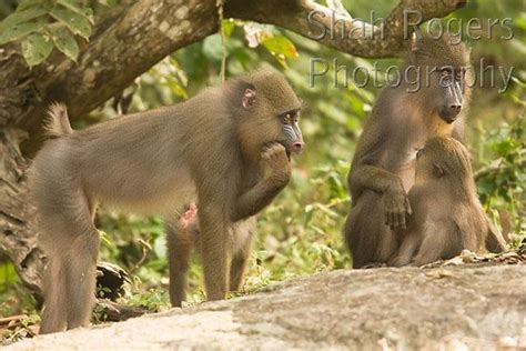 Female Mandrills Mandrillus Sphinx With Infants In Gallery Forest