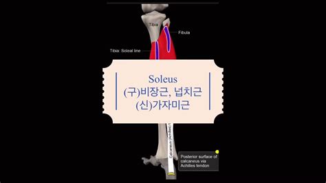 27 Soleus 구 넙치근 비장근 신 가자미근 Youtube