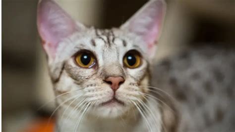The Abyssinian Cat Personality And Breed All You Need To Know Dorkycats
