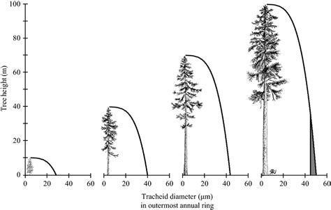 Tracheids Conifer