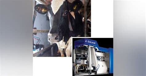 Optical Imaging Empowers Dairy Cows—and Dairy Farmers Too Laser Focus