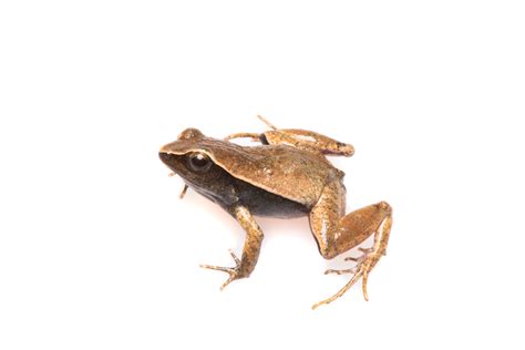 Physalaemus Soaresi Dots