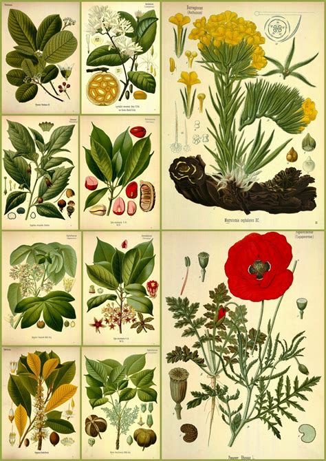 Medicinal Plants Medizinal Pflanzen collection of 81 Vintage Pictures ...