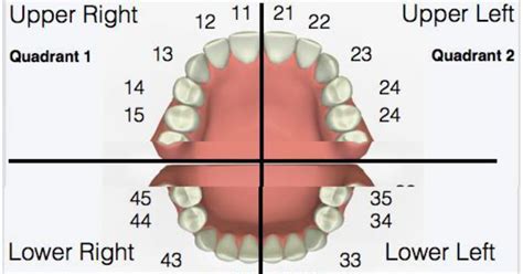 Teeth Classification Introduction
