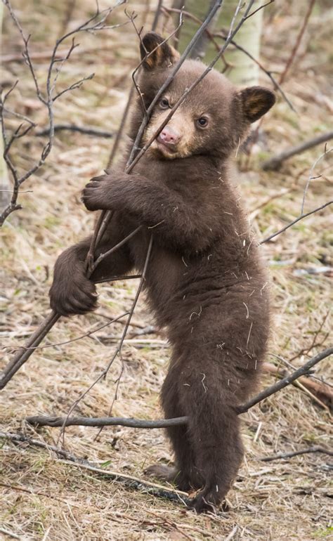 Fun Facts About Black Bear Cubs Inge Regine