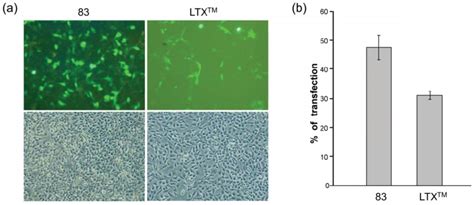 Transfection Experiments Performed With 1 Nm Pegfp C1 Plasmid 83dope