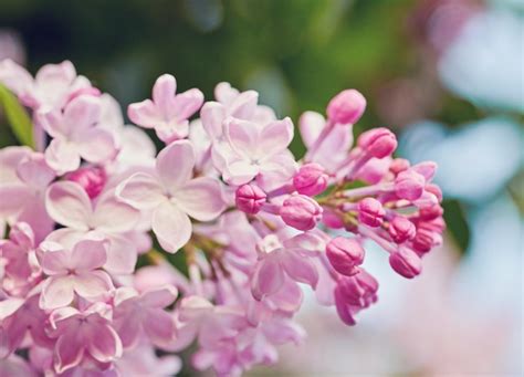 Imagen Macra De Las Flores De La Violeta De La Lila De La Primavera Foto Premium