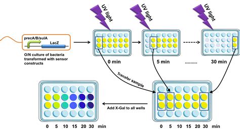 Beta Galactosidase Assay