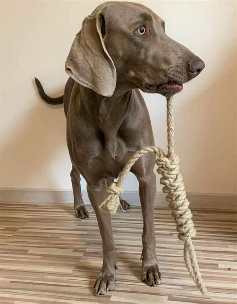 Chew Tug Poochs